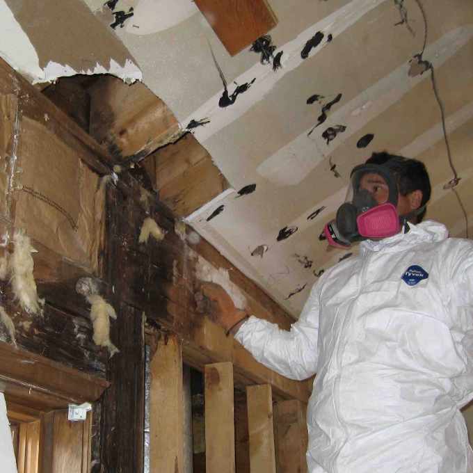 Chicago Mold Removal Services | The CleanUP Guys